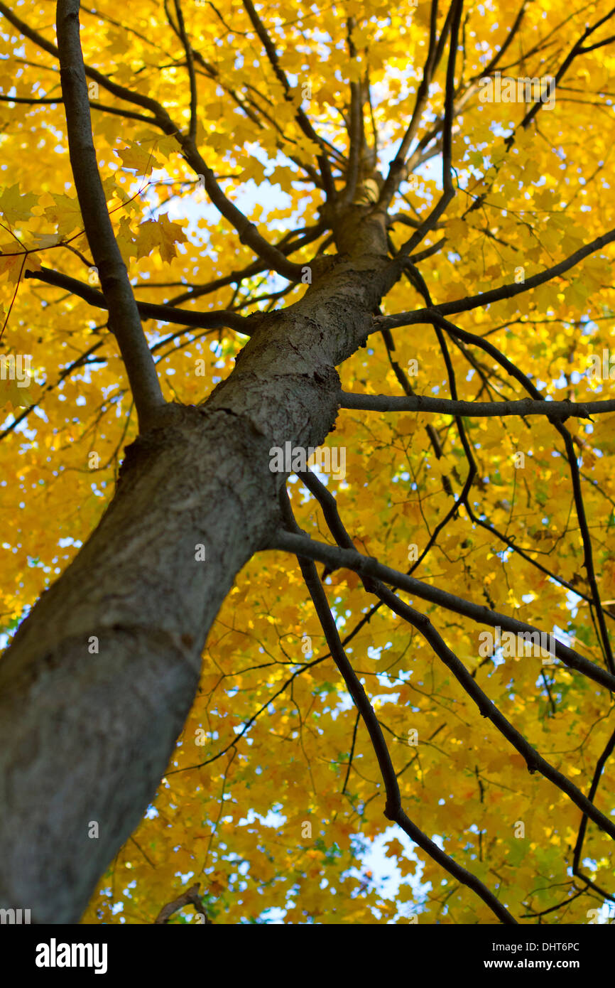 Tree in fall Stock Photo - Alamy