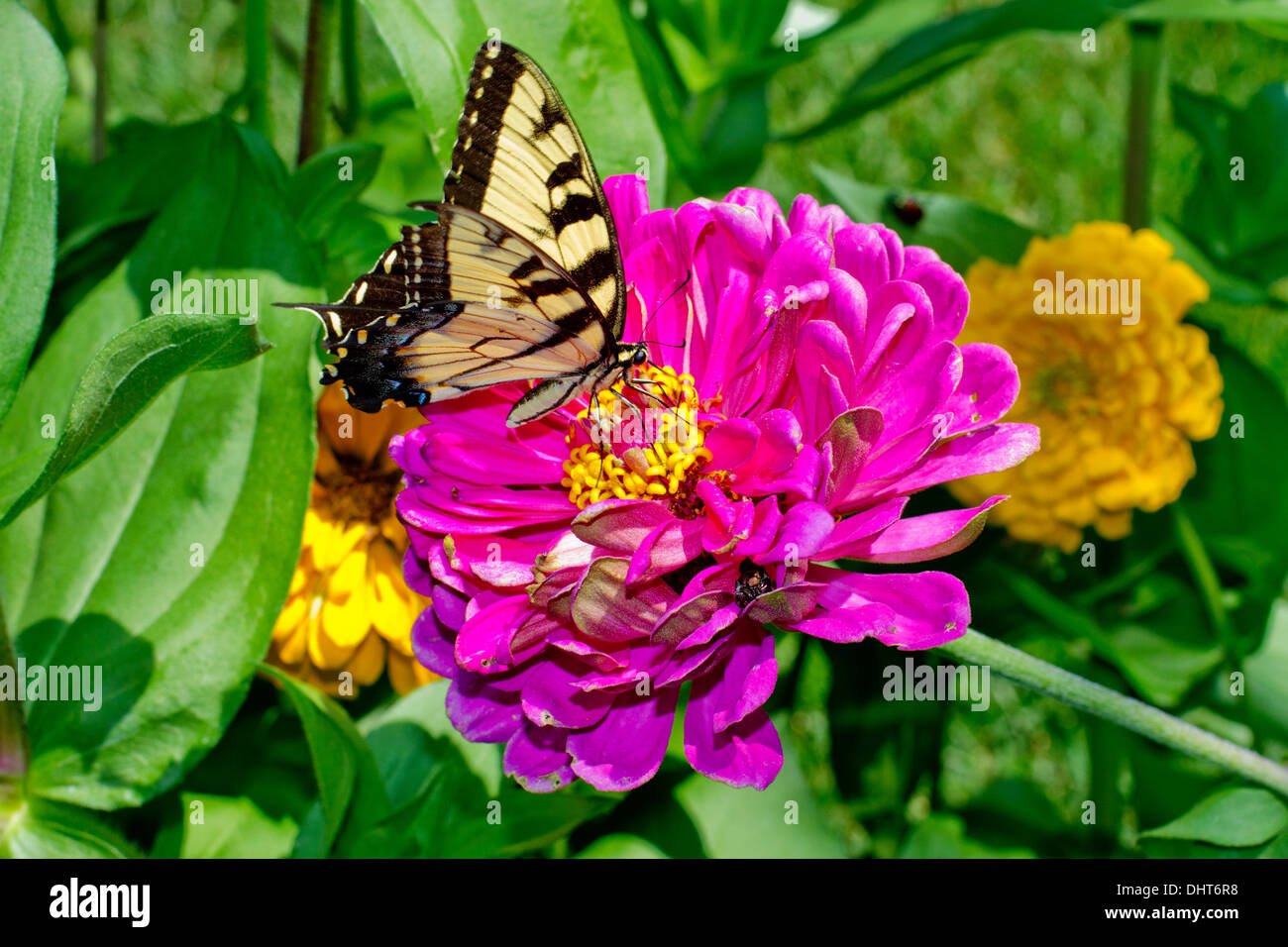 Flower pollination for kids hi-res stock photography and images - Alamy