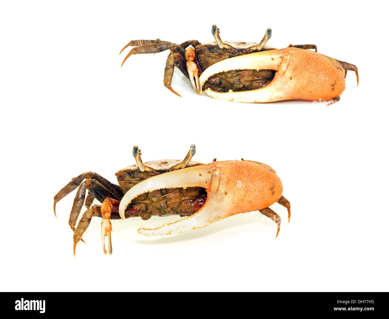 Fiddler crab caribbean hi-res stock photography and images - Alamy
