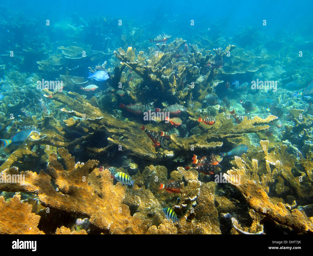Roatan honduras reef hi-res stock photography and images - Alamy