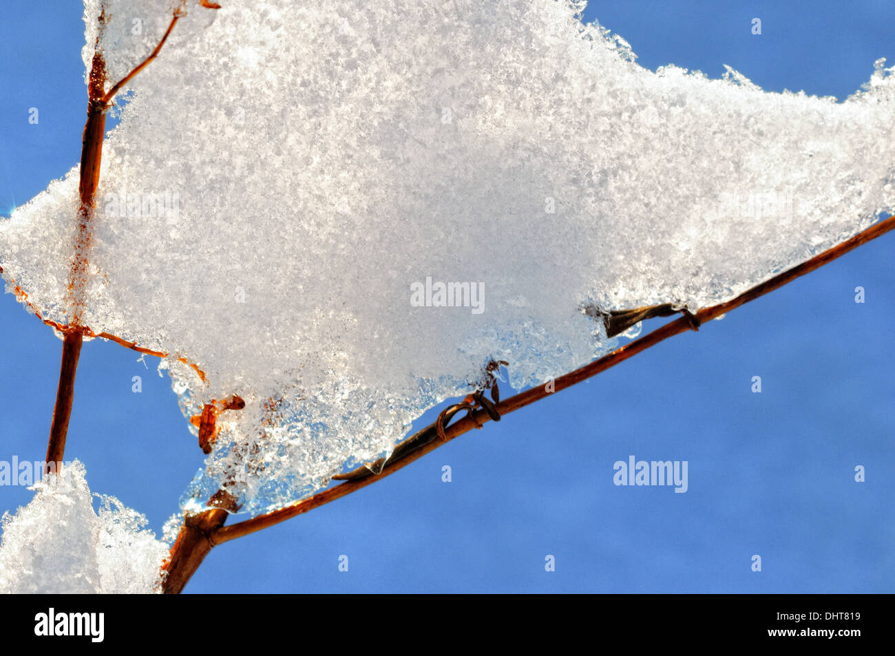 Isolated frozen trees hi-res stock photography and images - Alamy