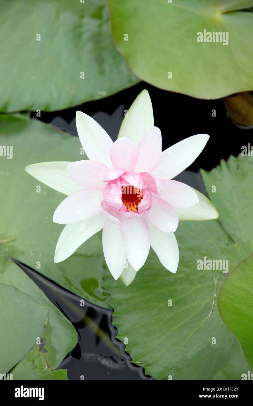 White and red Lotus in the pool and green leaves surrounding Stock ...