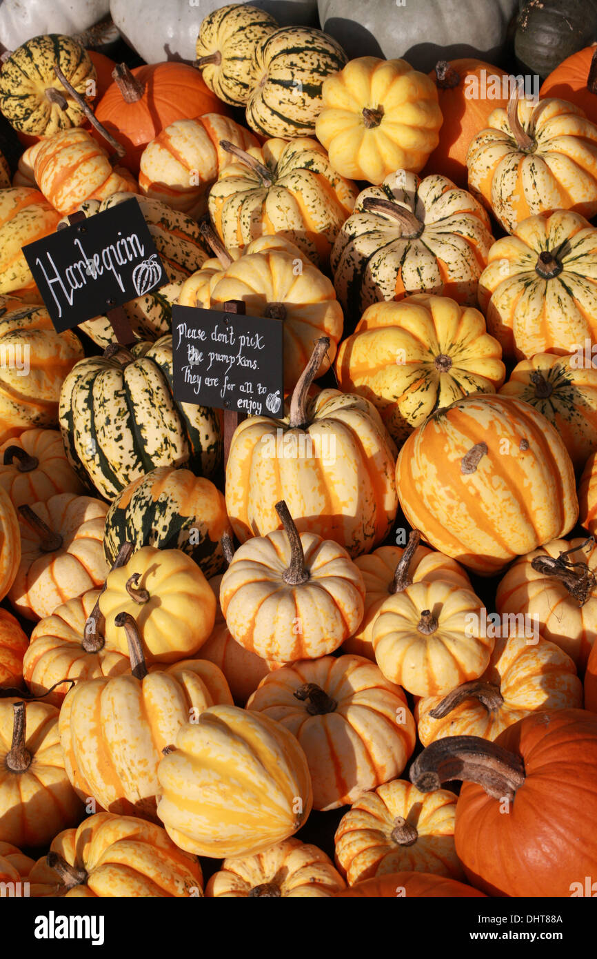 Cucurbitaceae hi-res stock photography and images - Alamy