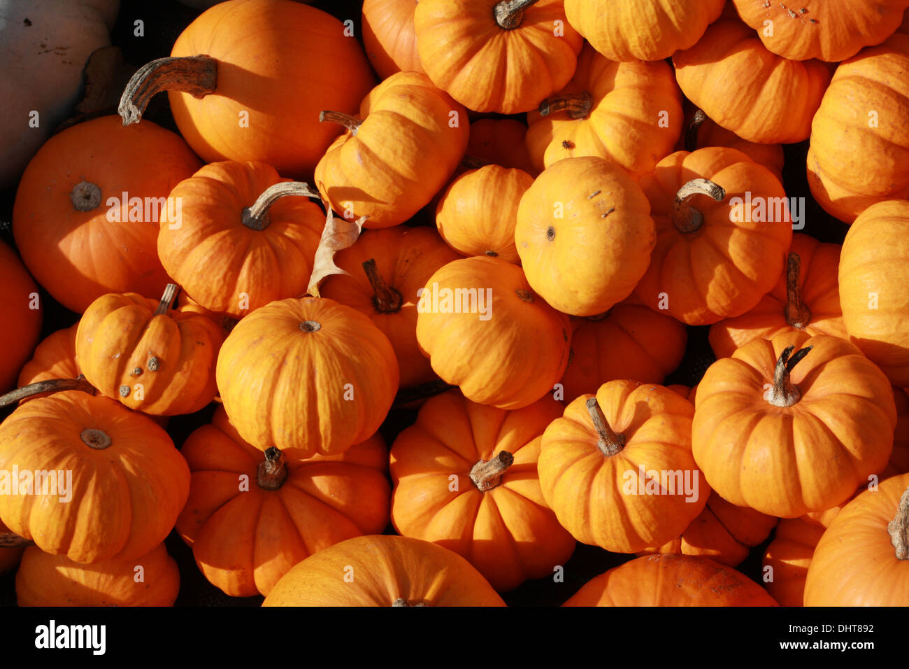 Pumpkins "Munchkin", Cucurbita pepo, Cucurbitaceae. Aka Squash, Winter ...