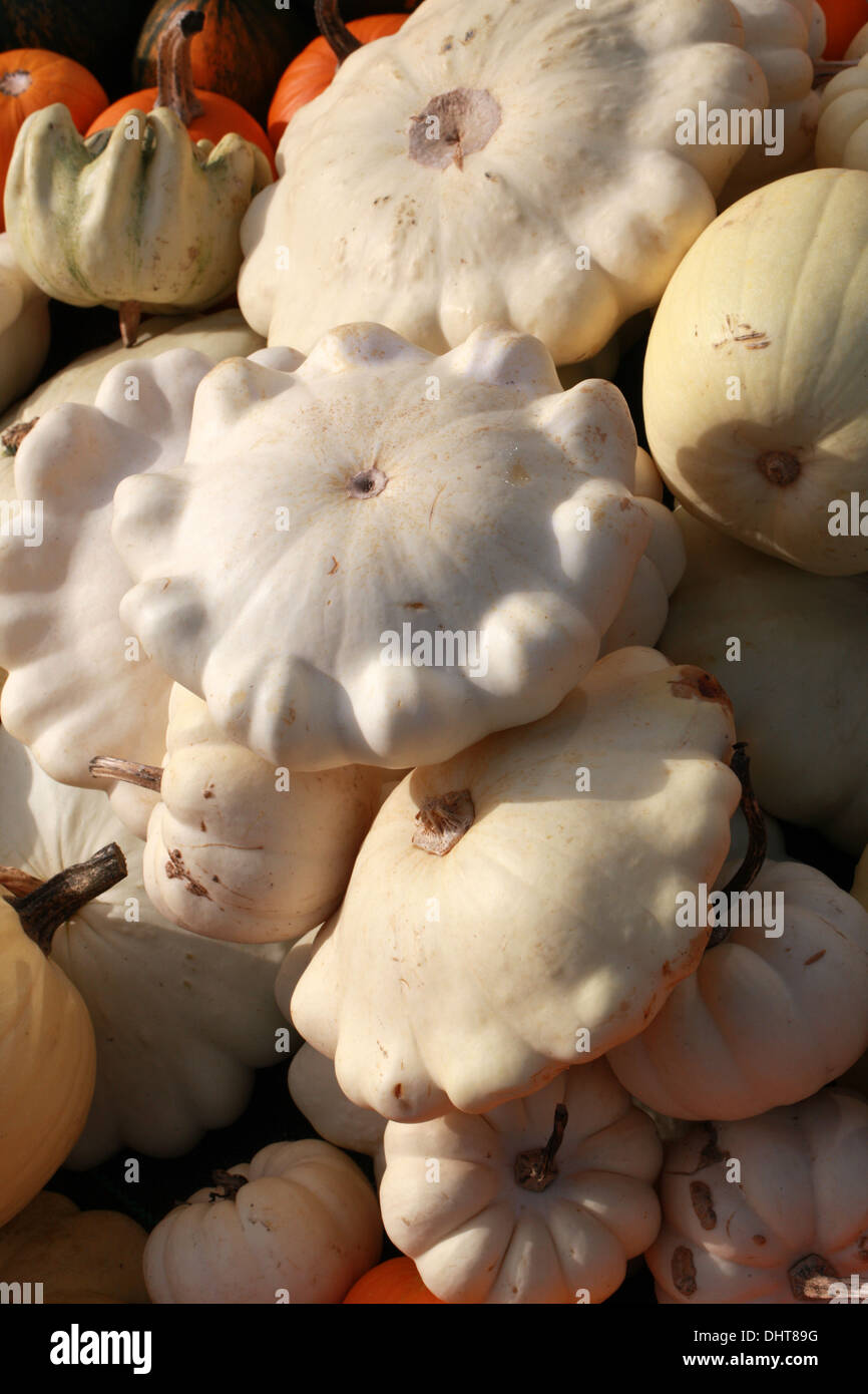 Pumpkins "Early White", Cucurbita pepo, Cucurbitaceae. Aka Squash ...