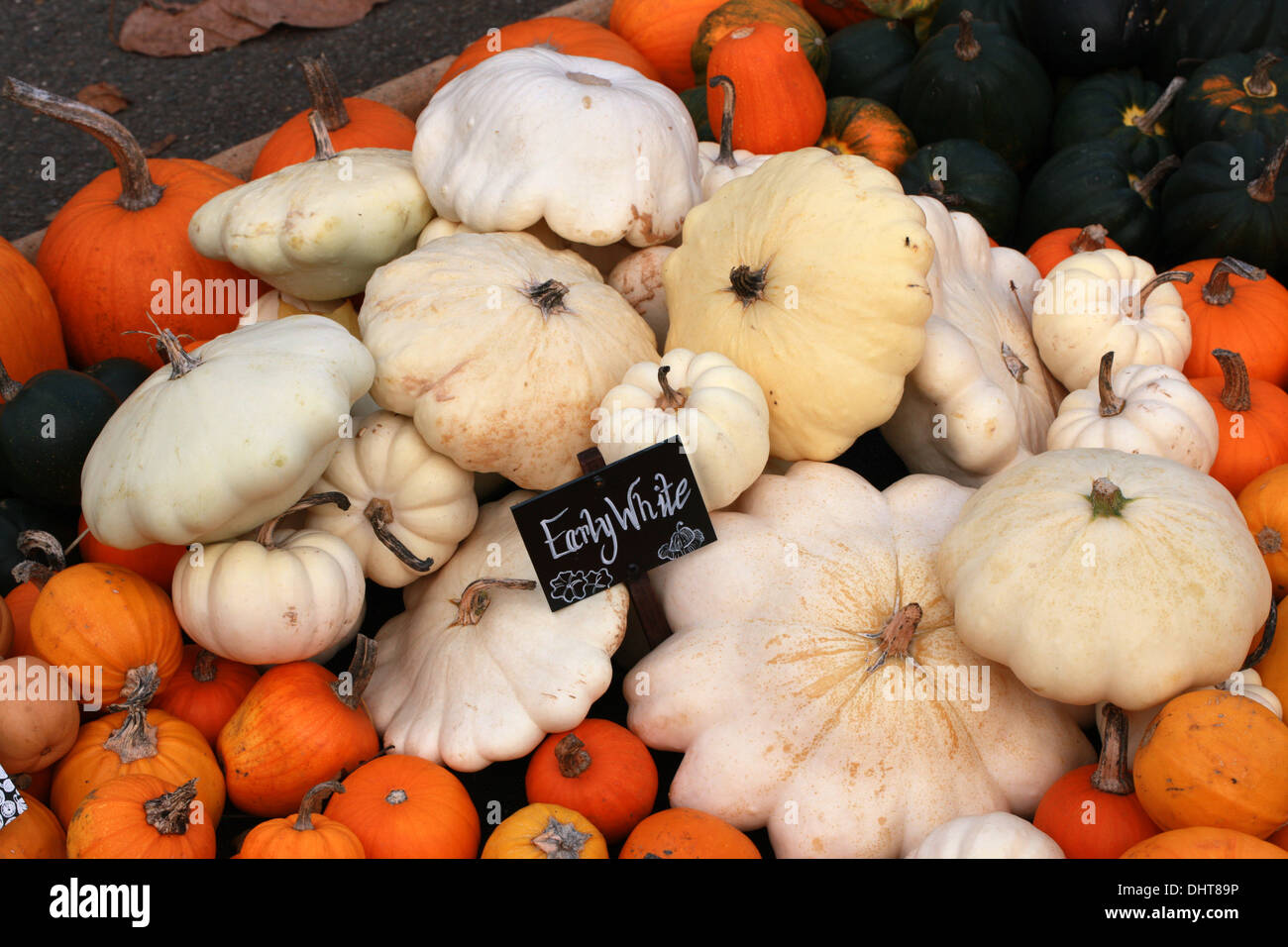 Pumpkins "Early White", Cucurbita pepo, Cucurbitaceae. Aka Squash ...