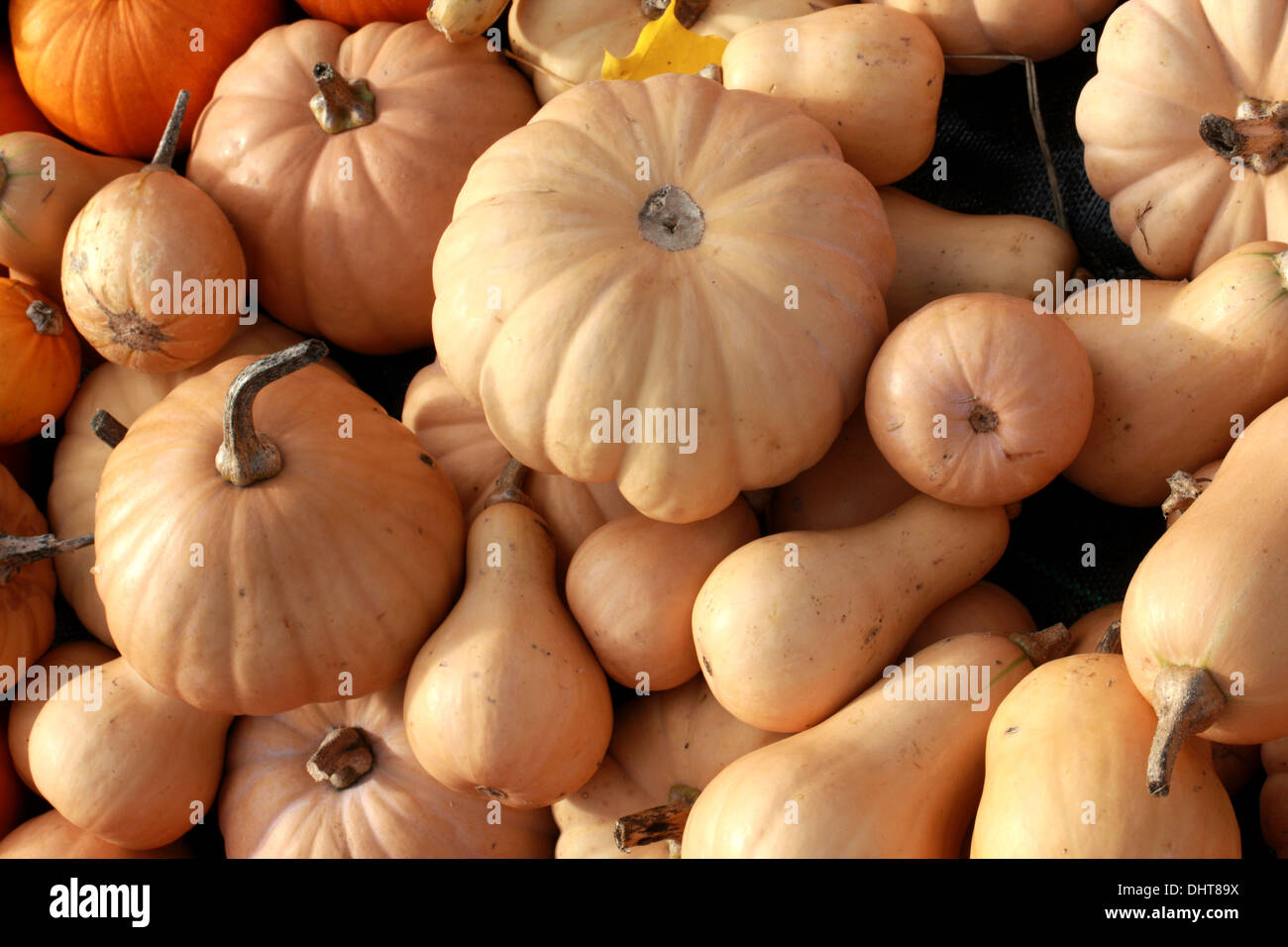 Pumpkins "Cream of the Crop" and "Cobnut", Cucurbita pepo ...