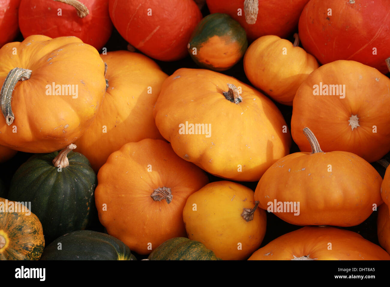 Cucurbita pepo hi-res stock photography and images - Alamy