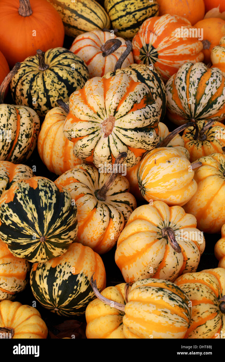 Acorn Pumpkin Squash "Festival", Cucurbita pepo, Cucurbitaceae. Aka ...