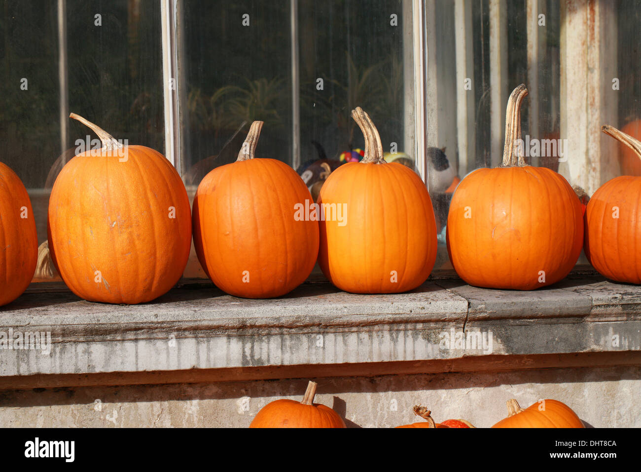 Pumpkin Squash "Ghost Rider", Cucurbita pepo, Cucurbitaceae. Aka Summer ...