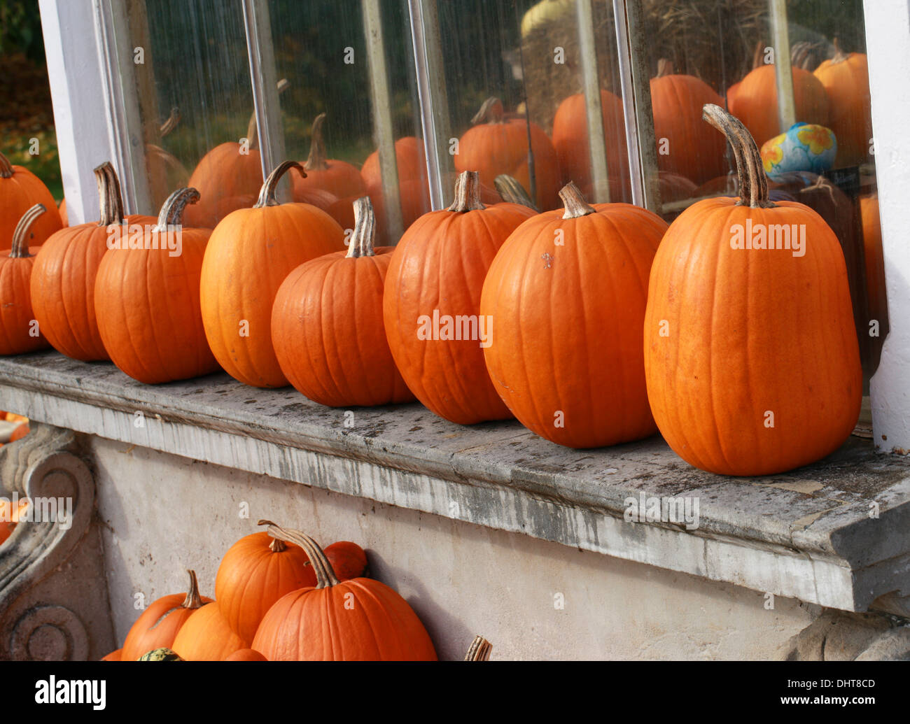 Pumpkin Squash "Ghost Rider", Cucurbita pepo, Cucurbitaceae. Aka Summer ...