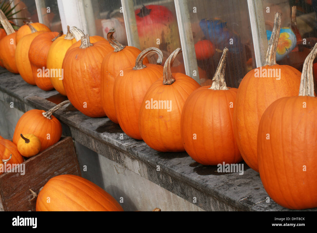 Pumpkin Squash "Ghost Rider", Cucurbita pepo, Cucurbitaceae. Aka Summer ...