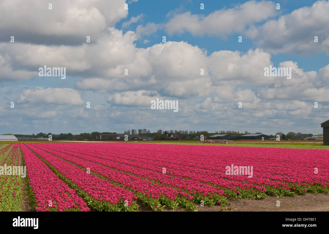 Dutch agriculture hi-res stock photography and images - Alamy