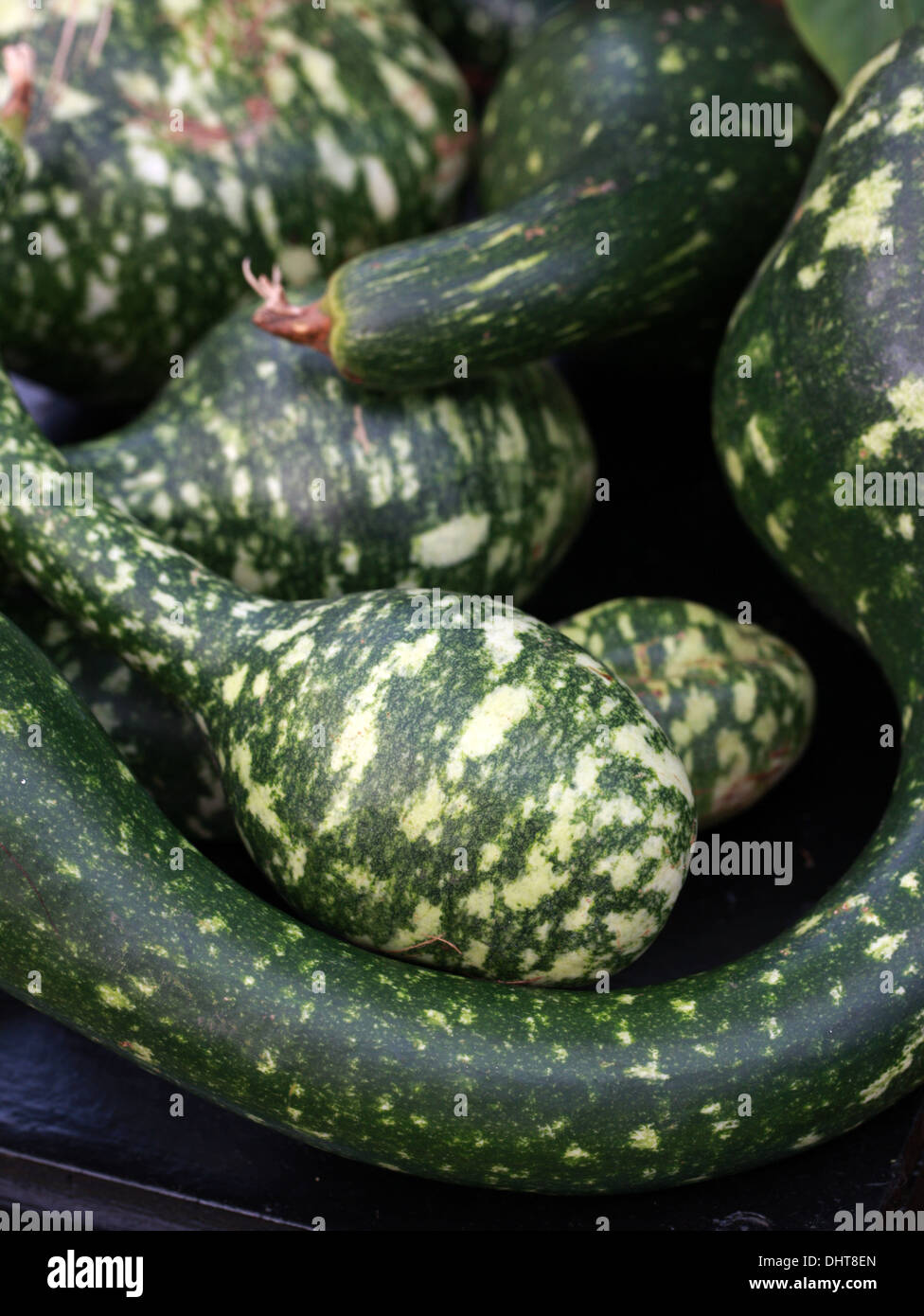 Pumpkin Squash "Bottle", Cucurbita pepo, Cucurbitaceae. Aka Summer ...