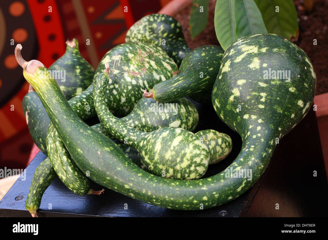 Pumpkin Squash "Bottle", Cucurbita pepo, Cucurbitaceae. Aka Summer ...