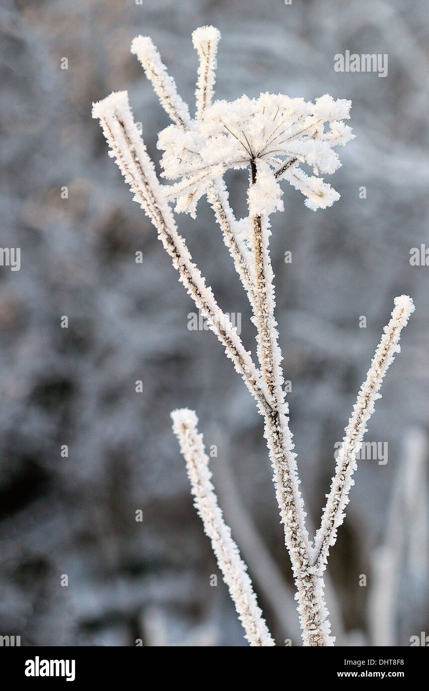 Ice eisblume hi-res stock photography and images - Alamy