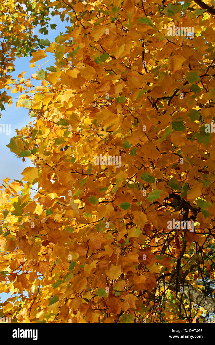 Liriodendron tulipifera hi-res stock photography and images - Alamy