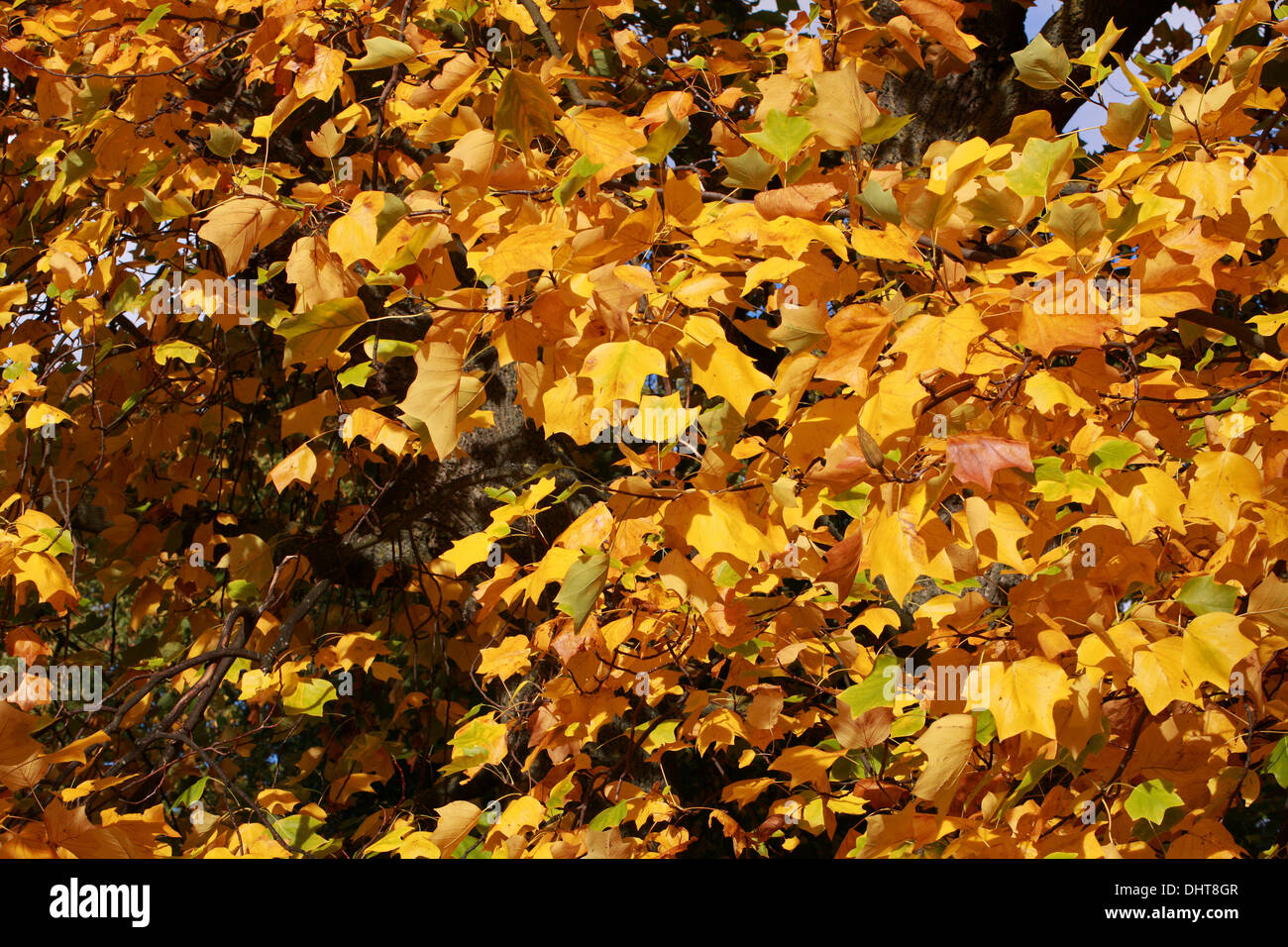 Tulip tree (liriodendron tulipifera) hi-res stock photography and ...