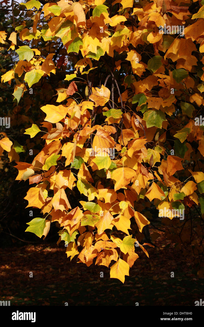Tulip tree (liriodendron tulipifera) hi-res stock photography and ...