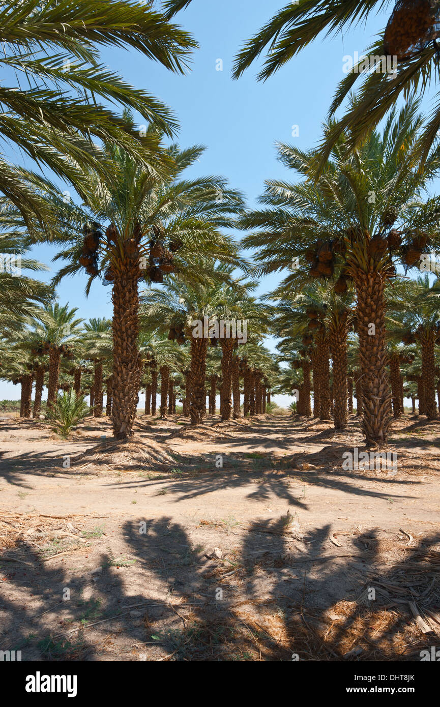 Jordan date palms hi-res stock photography and images - Alamy