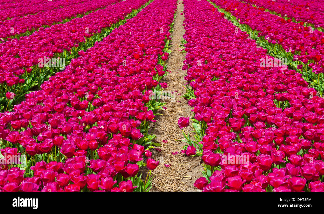 The dutch tulips hi-res stock photography and images - Alamy