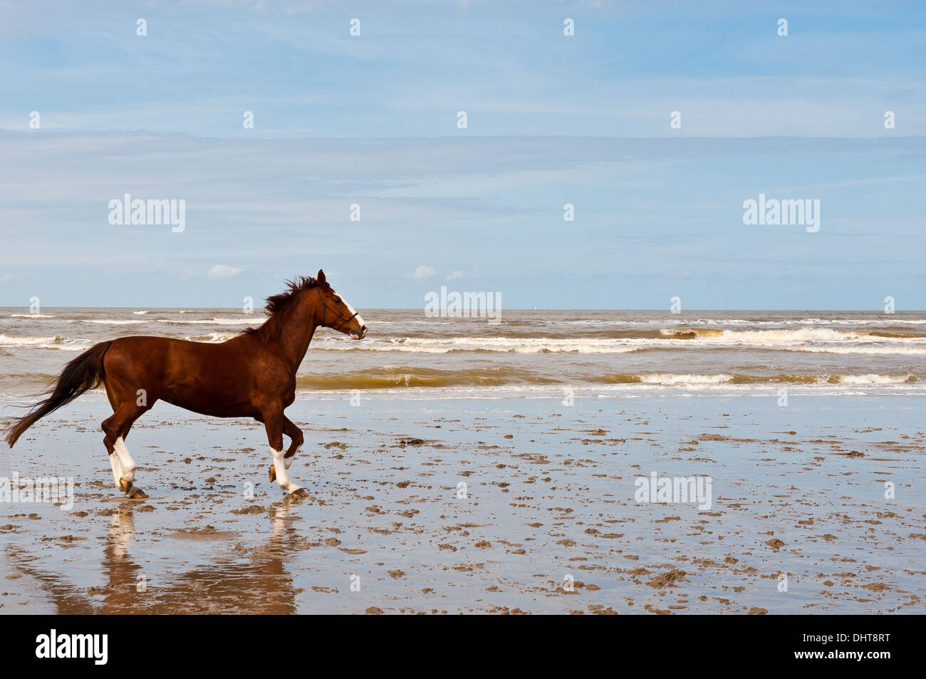 Atlantic shore horse hi-res stock photography and images - Alamy
