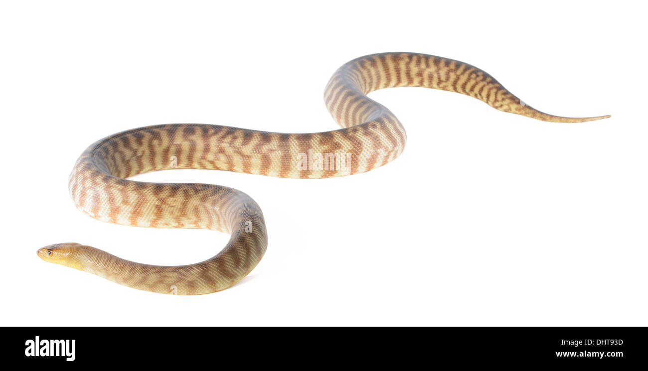 Snake on white background hi-res stock photography and images - Alamy