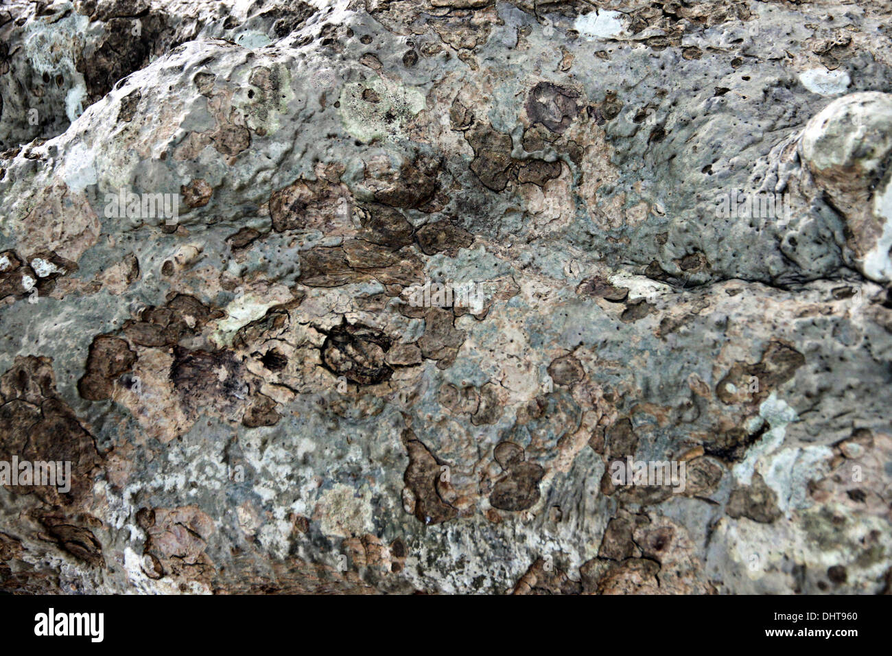 The bark of a tree in the forest and make it background Stock Photo - Alamy