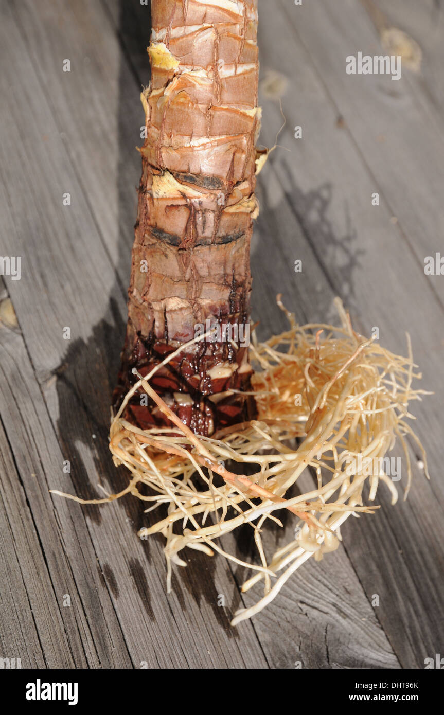 Yucca roots hi-res stock photography and images - Alamy