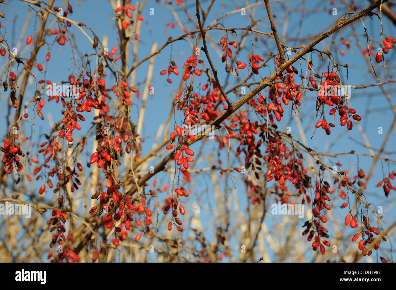 Barberries hi-res stock photography and images - Alamy