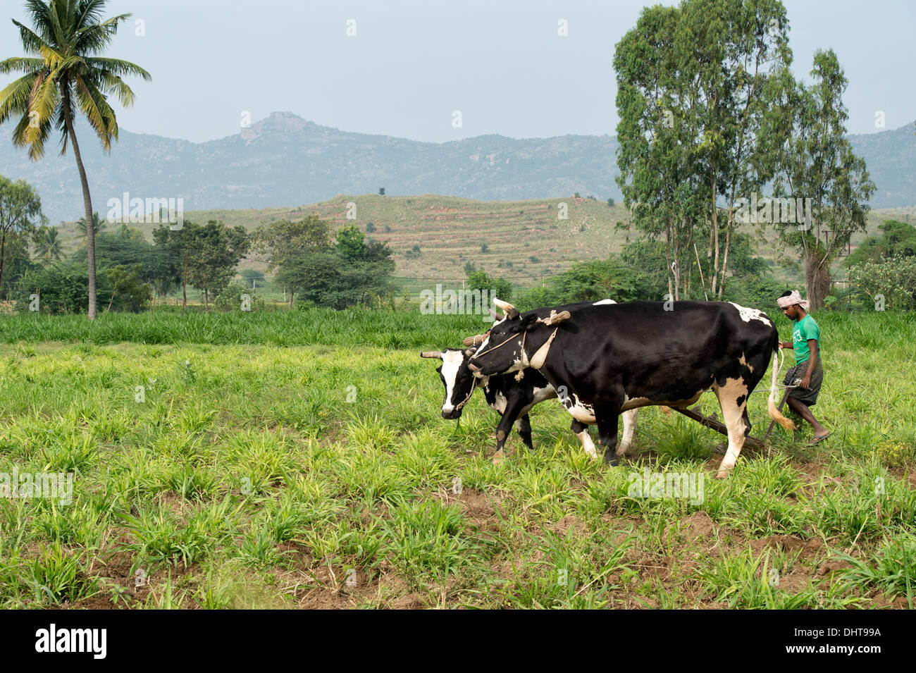 Indian farmer ploughing with bulls using a wooden yoke in the rural ...