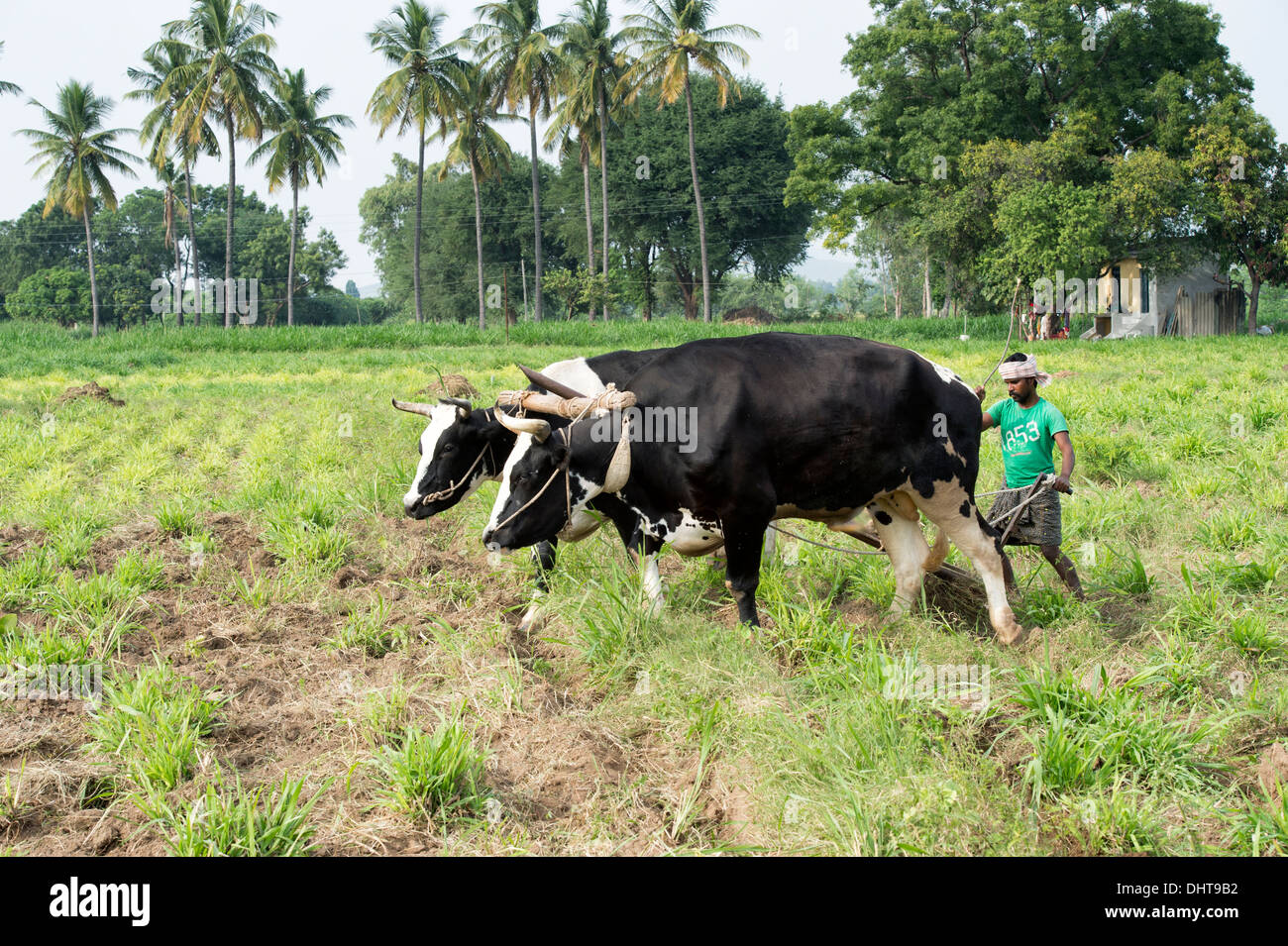 Bulls with a plough in a field hi-res stock photography and images - Alamy