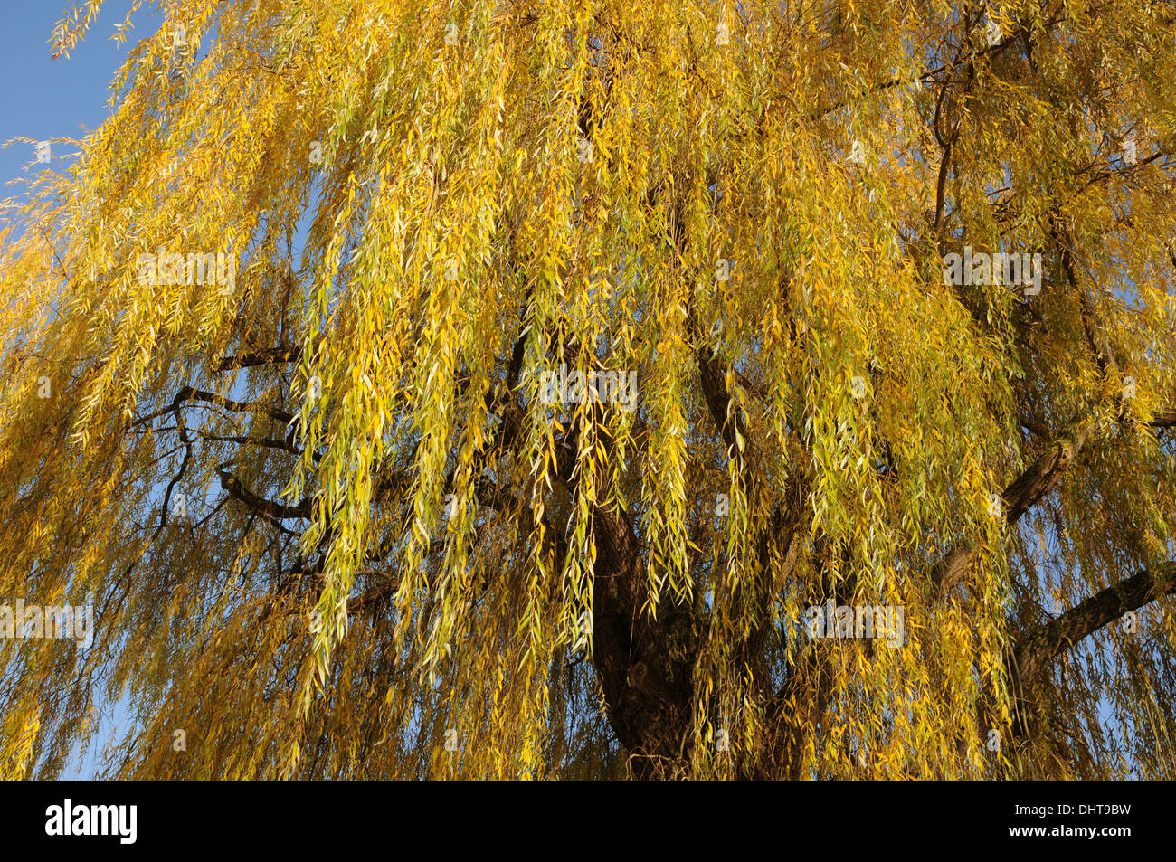 The weeping willow hi-res stock photography and images - Alamy