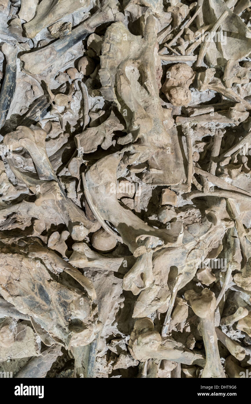 Dinosaur bones fossils hi-res stock photography and images - Alamy