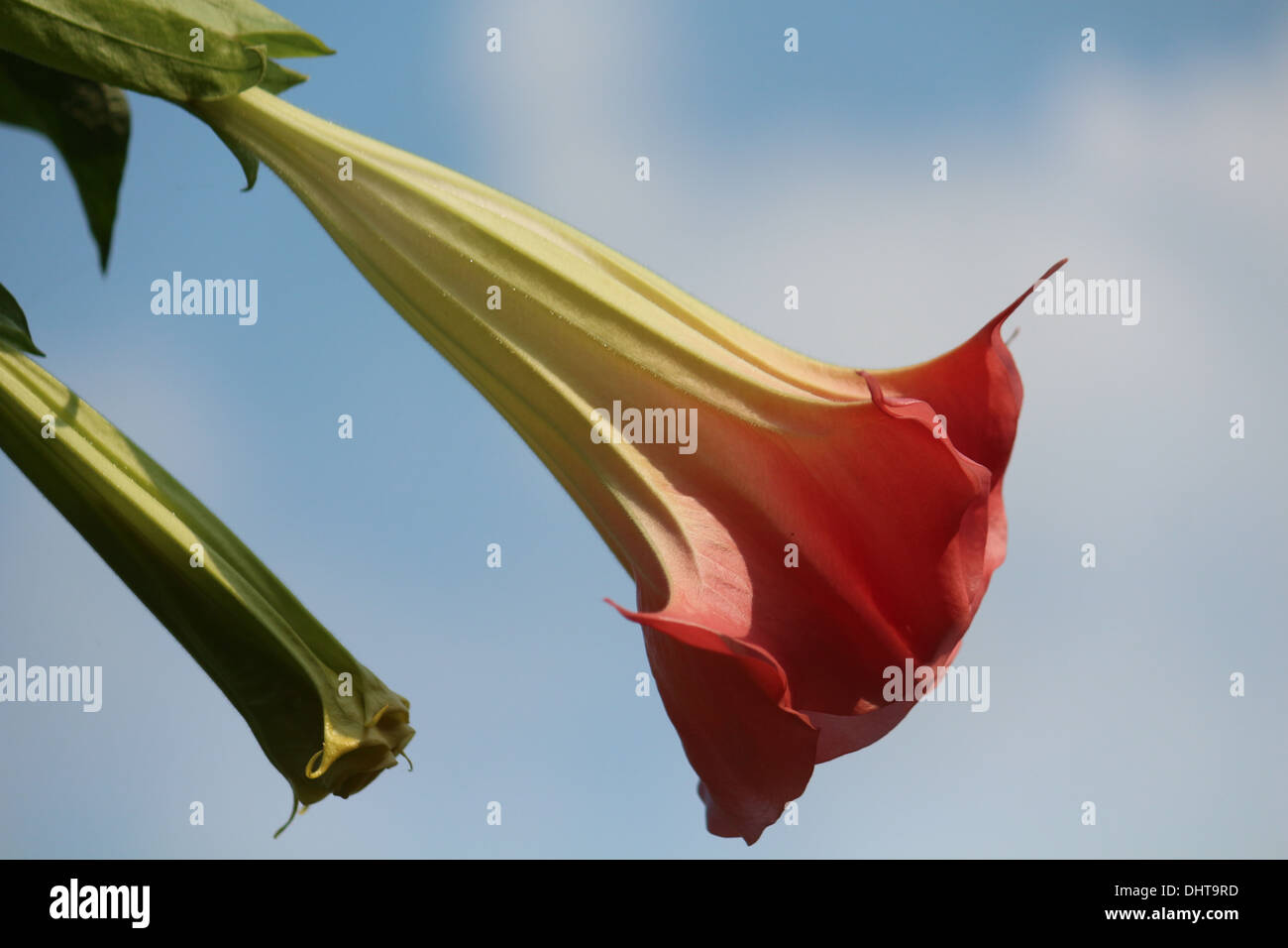 Pink flower with sky background Stock Photo - Alamy