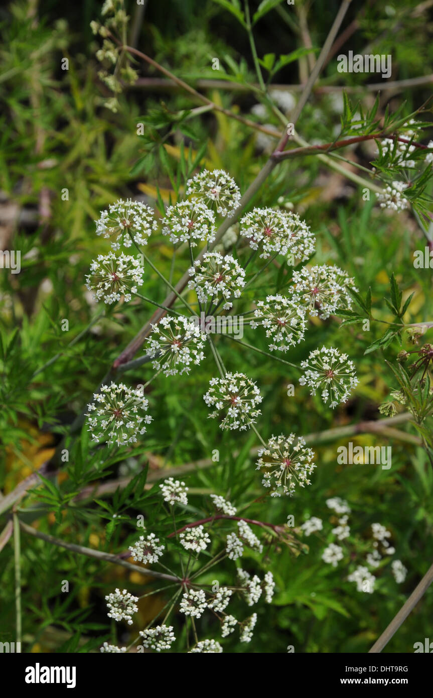 Water hemlock hi-res stock photography and images - Alamy