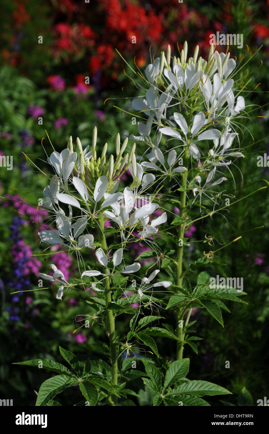 Spider plants hi-res stock photography and images - Alamy