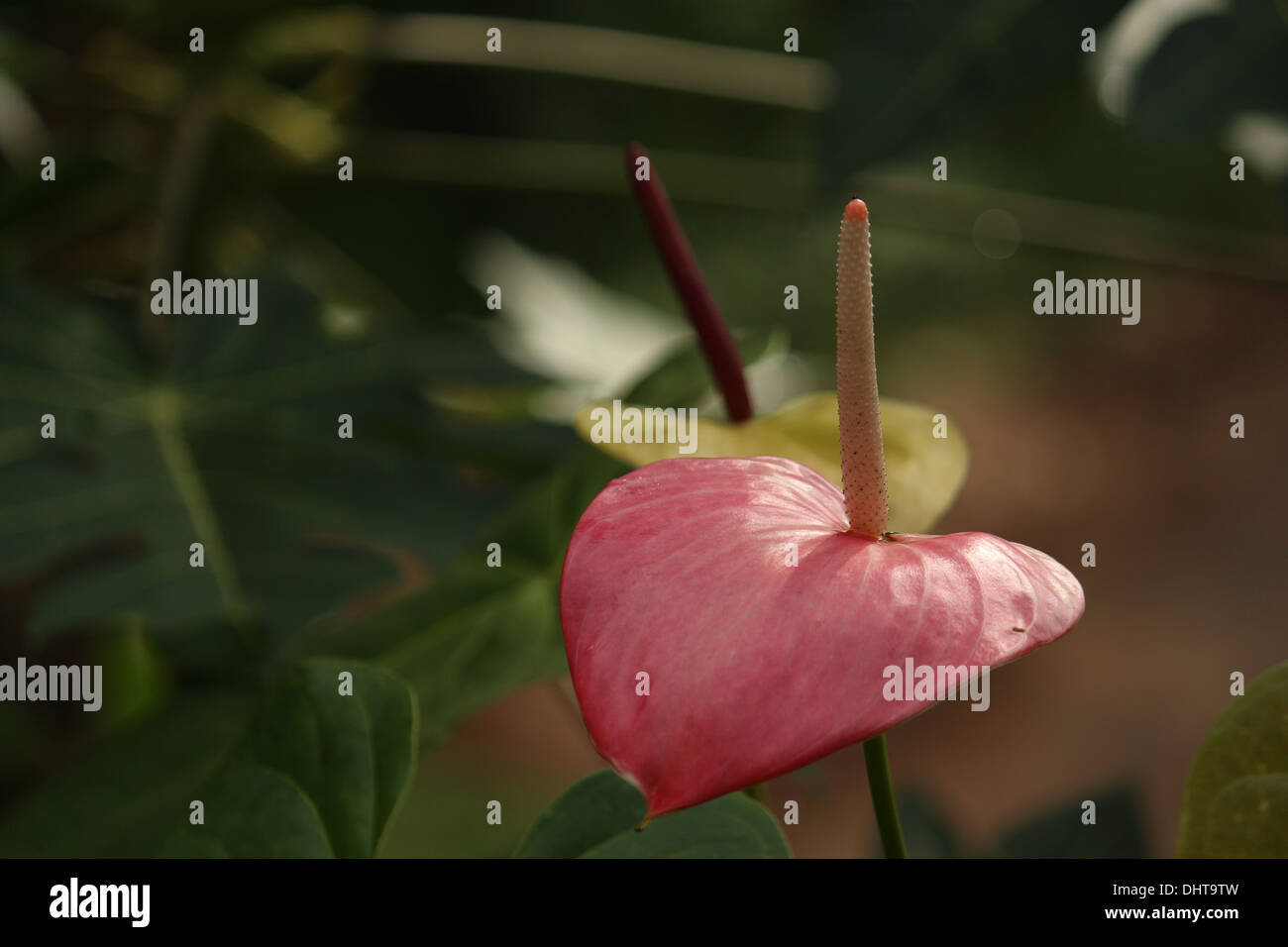 Pink color anthurium flower Stock Photo - Alamy