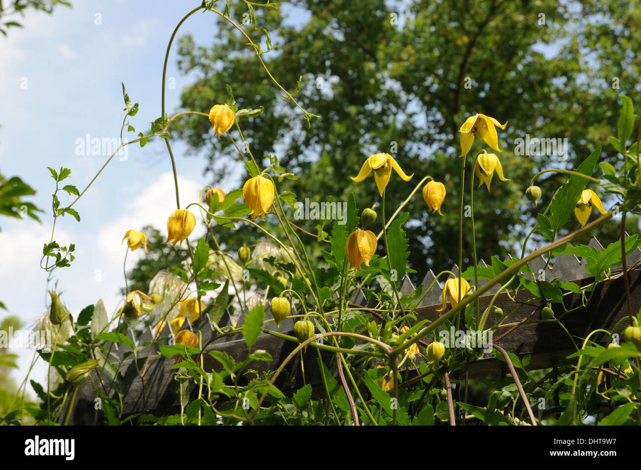 Korean clematis hi-res stock photography and images - Alamy