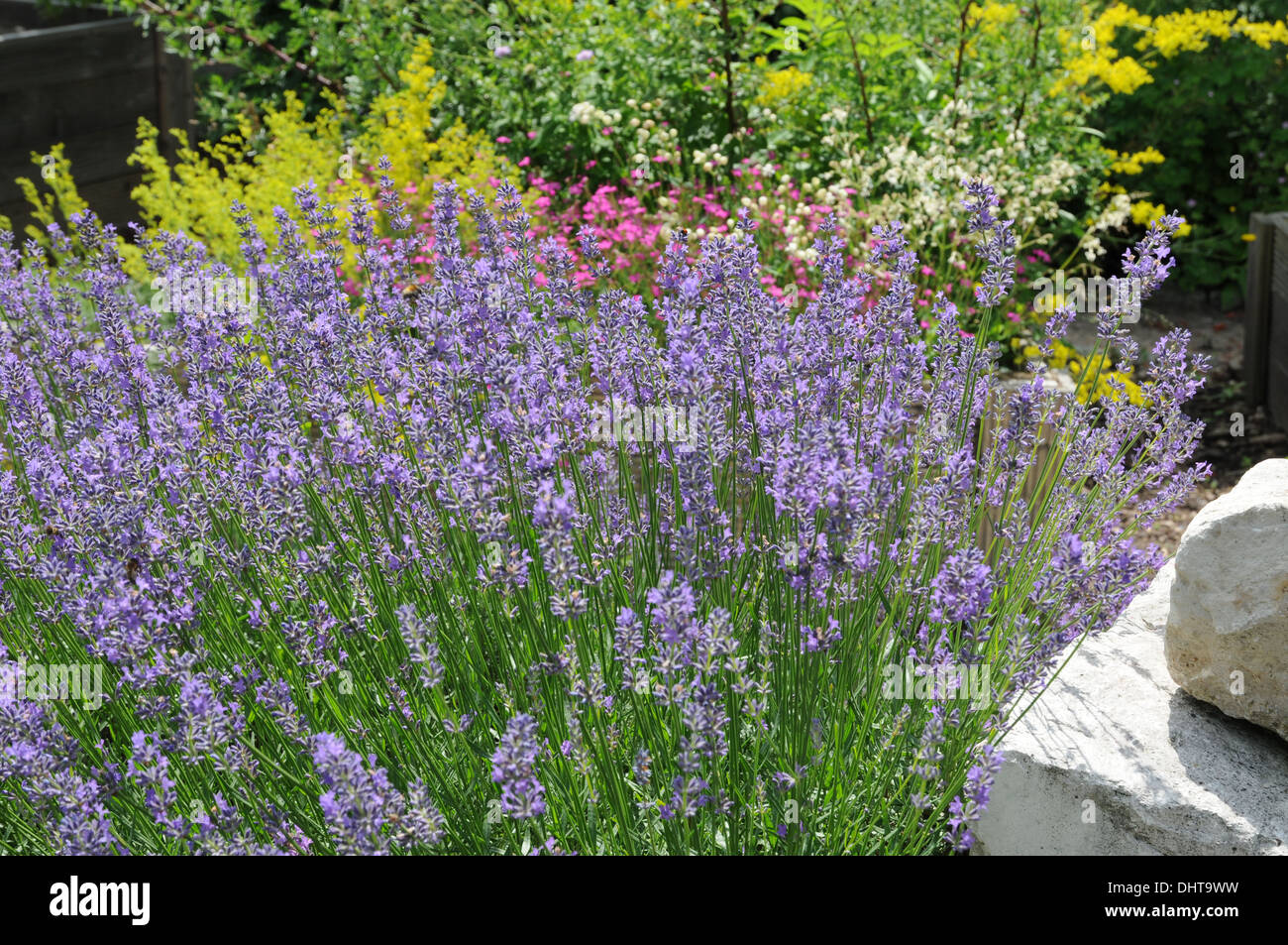 Lavender b hi-res stock photography and images - Alamy