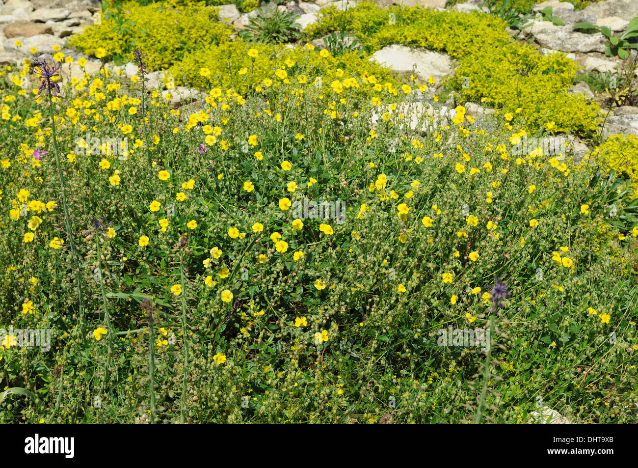 Rock roses hi-res stock photography and images - Alamy
