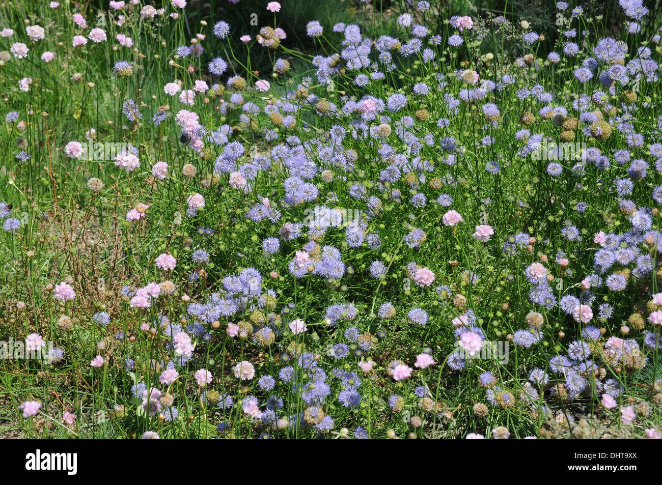 Sheep's bit hi-res stock photography and images - Alamy