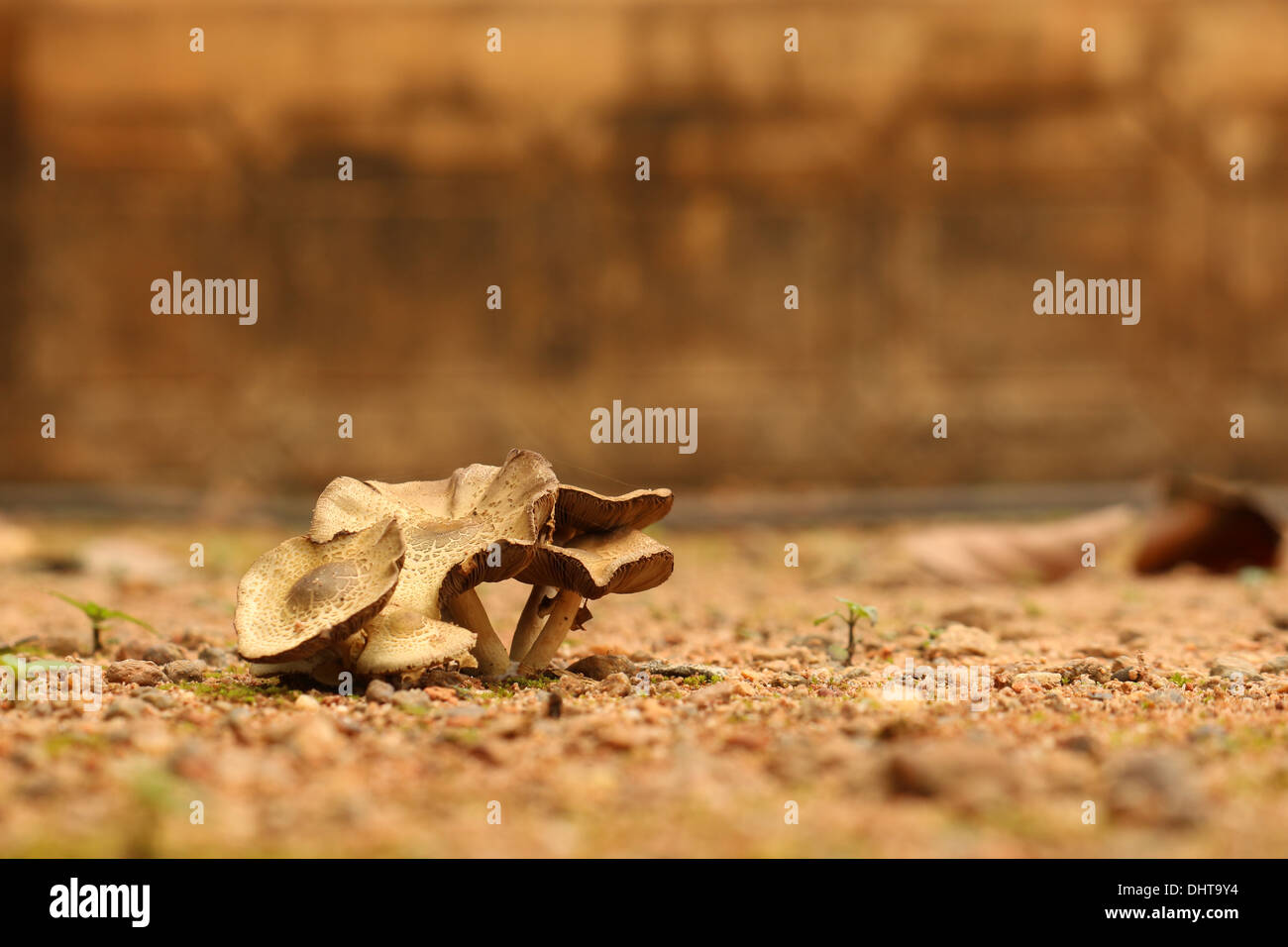 Bunch of mushroom side view taken in India Stock Photo - Alamy