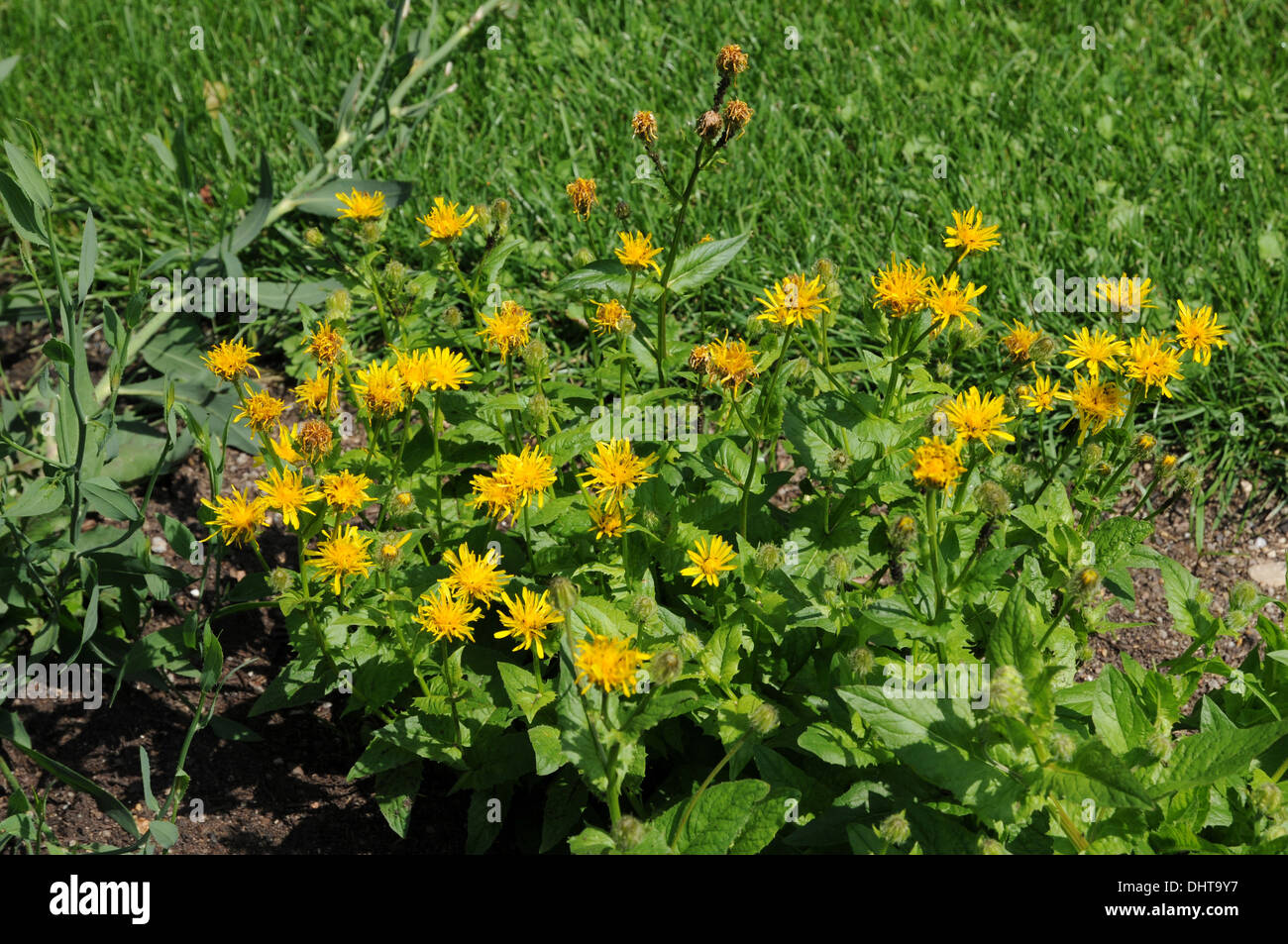 Hawksbeard hi-res stock photography and images - Alamy