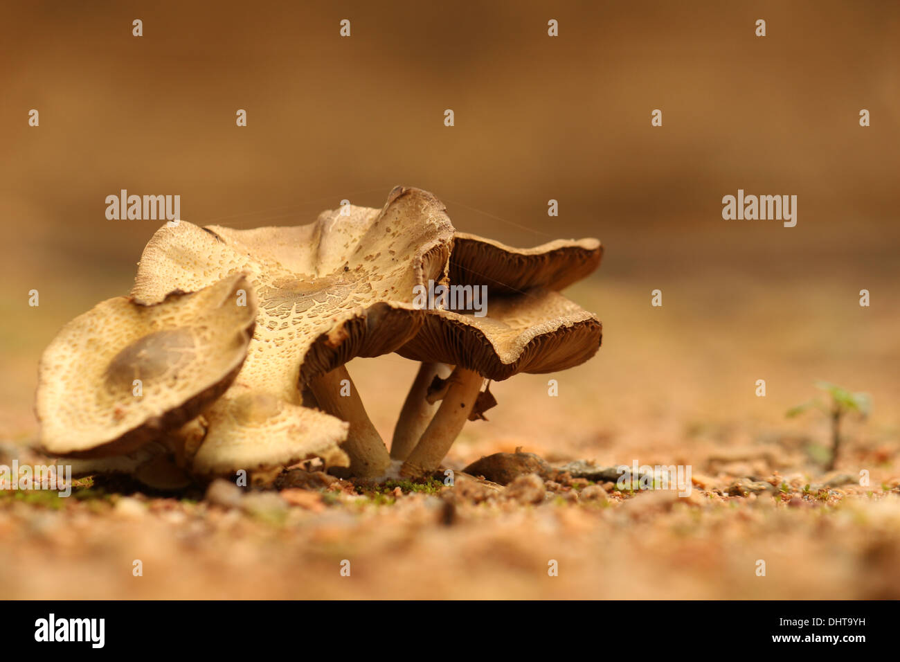 Budding fungi hi-res stock photography and images - Alamy