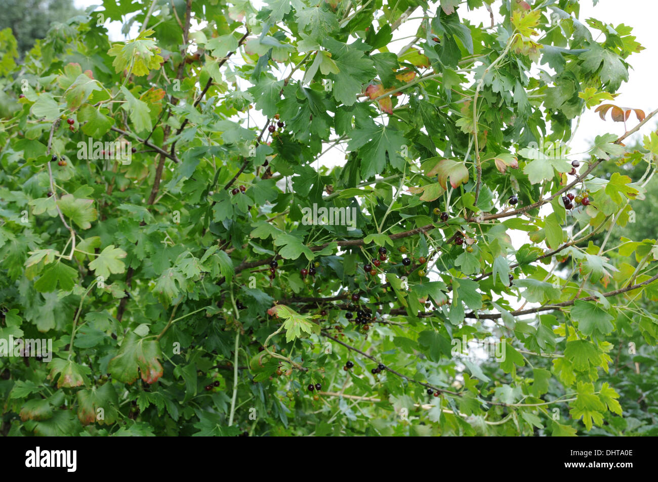 Golden Currant Ribes Aureum High Resolution Stock Photography and ...