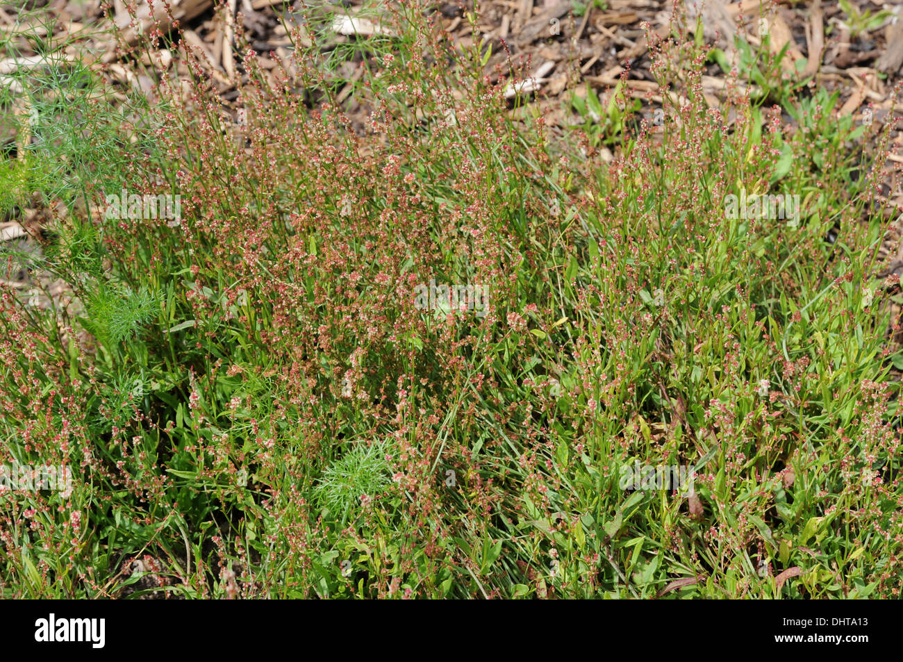 Red sorrel hi-res stock photography and images - Alamy