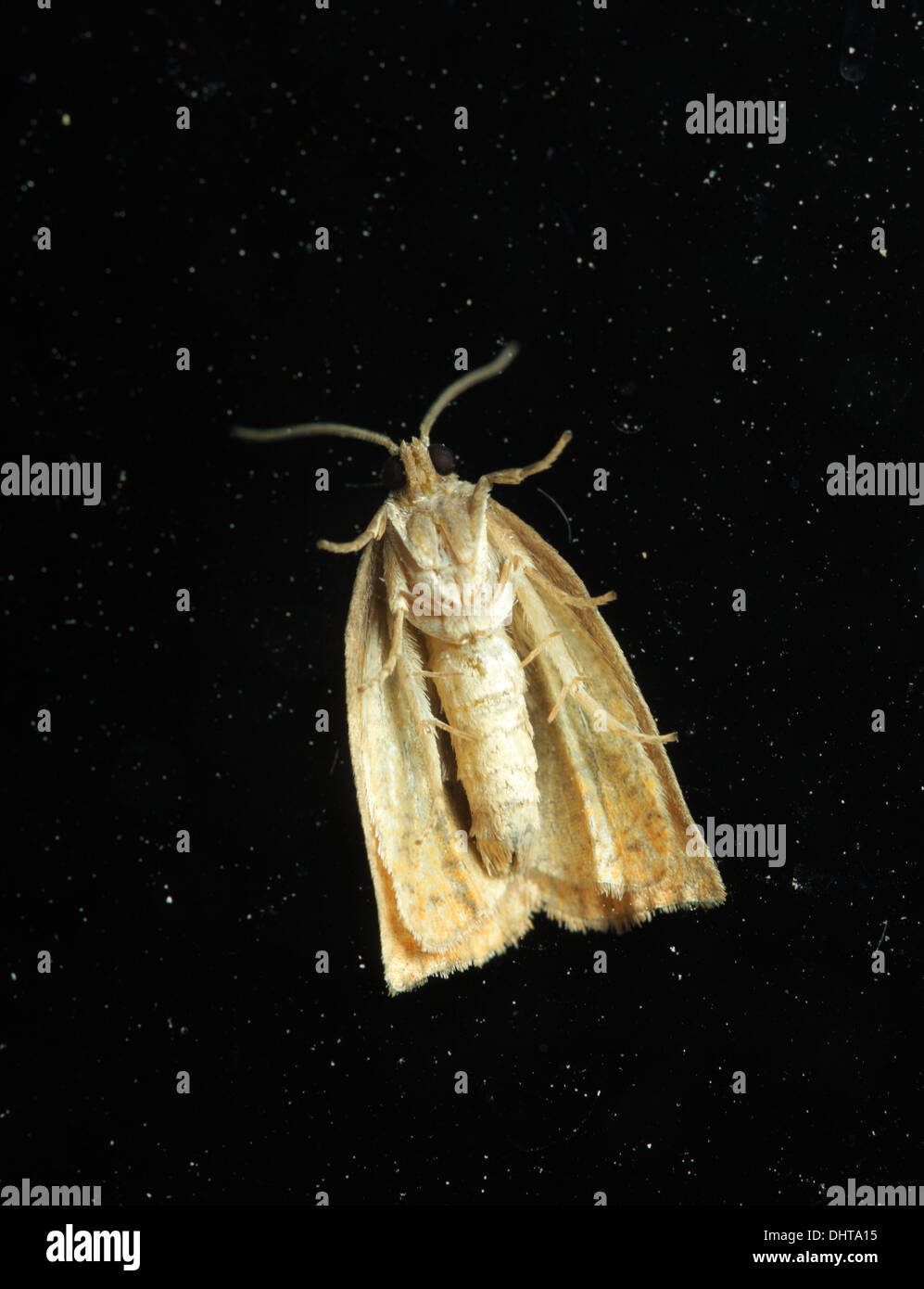 Moth portrait front view on black background Stock Photo - Alamy