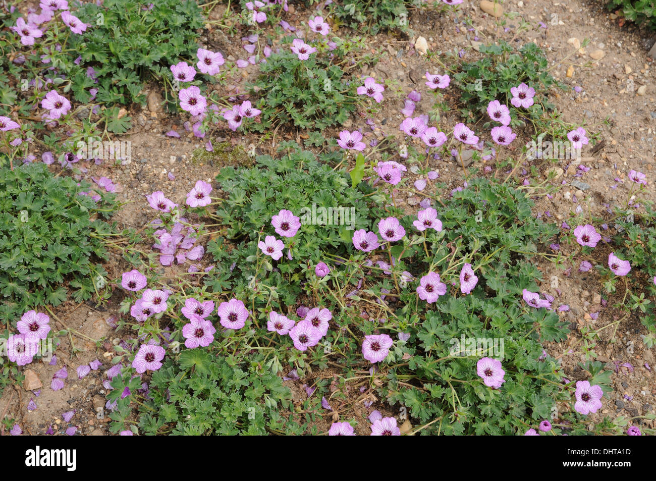 Storksbill geranium hi-res stock photography and images - Alamy
