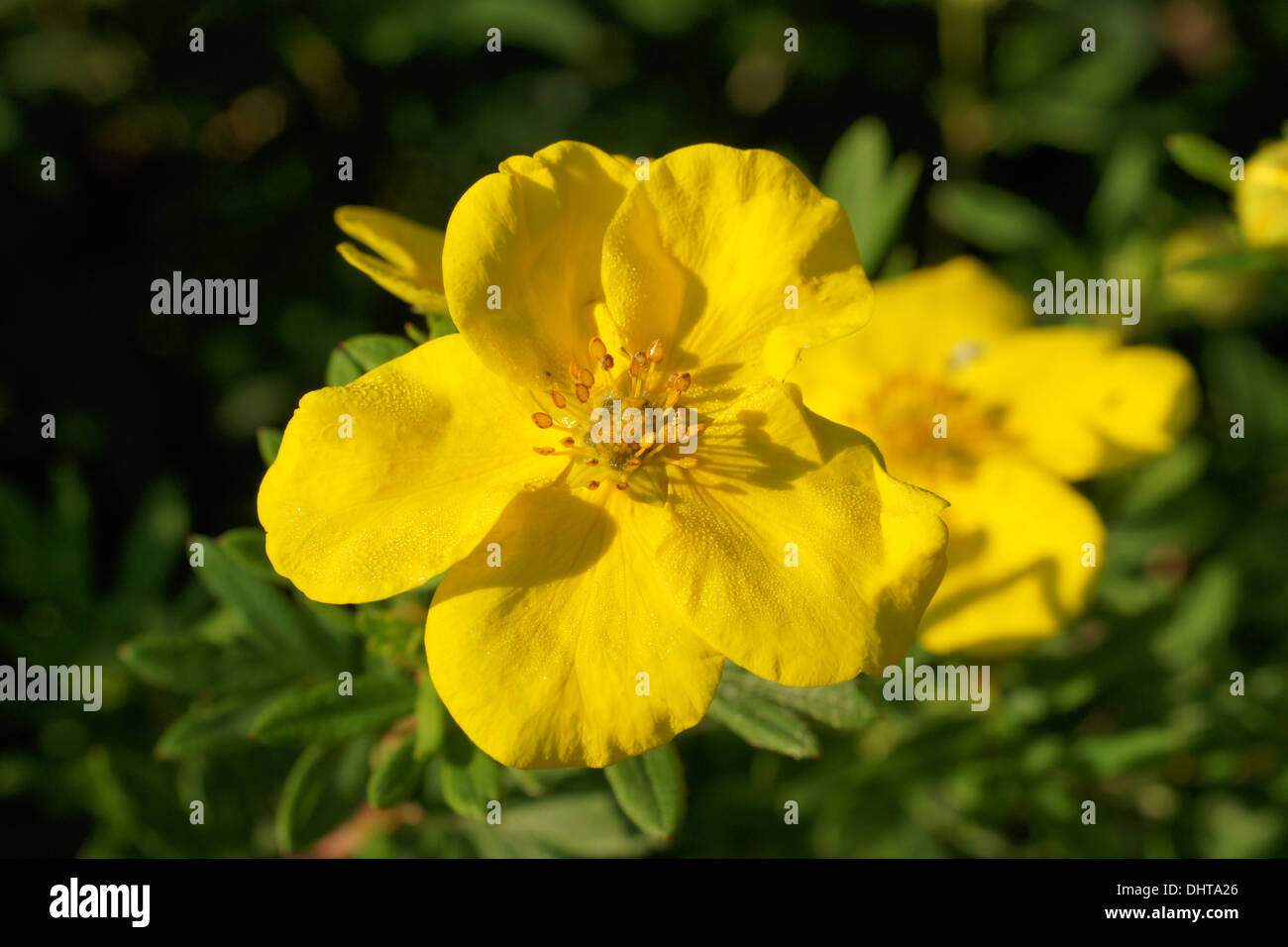 Cinquefoil shrub hi-res stock photography and images - Alamy
